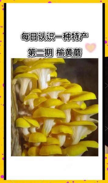 黄蘑菇的功效与作用_黄蘑菇怎么吃最营养-第2张图片-山城妙识