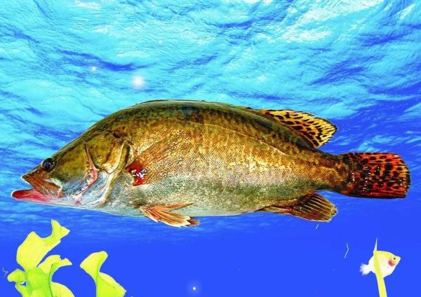 季花鱼和桂鱼的区别_哪个更好吃-第1张图片-山城妙识 季花鱼和桂鱼的区别_哪个更好吃-第1张图片-山城妙识