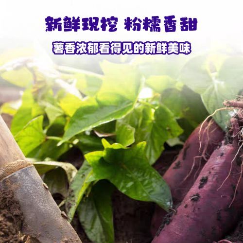 紫色红薯的功效与作用_紫色红薯怎么吃最营养-第3张图片-山城妙识 紫色红薯的功效与作用_紫色红薯怎么吃最营养-第3张图片-山城妙识