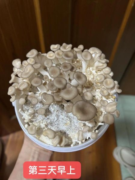 秀珍菇种植条件_秀珍菇怎么种-第1张图片-山城妙识