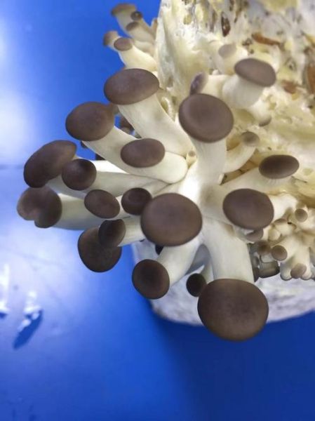 秀珍菇种植条件_秀珍菇怎么种-第3张图片-山城妙识