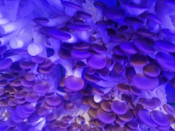 秀珍菇种植条件_秀珍菇怎么种-第2张图片-山城妙识