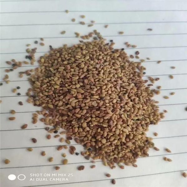 苜蓿草种子多少钱一斤_苜蓿草种子价格行情-第1张图片-山城妙识 苜蓿草种子多少钱一斤_苜蓿草种子价格行情-第1张图片-山城妙识