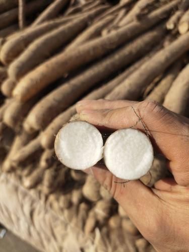 白山药的功效与作用_白山药怎么吃效果最好-第3张图片-山城妙识