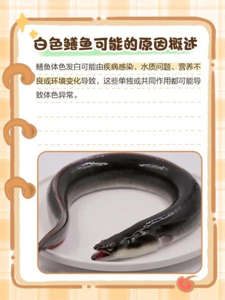 广东白鳝鱼多少钱一斤_白鳝鱼价格走势-第2张图片-山城妙识