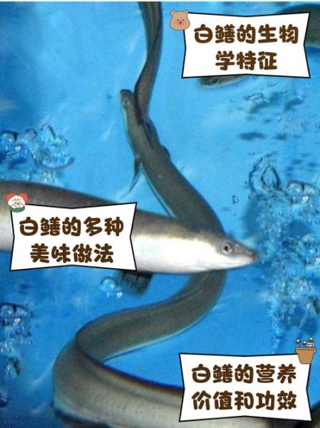 广东白鳝鱼多少钱一斤_白鳝鱼价格走势-第1张图片-山城妙识