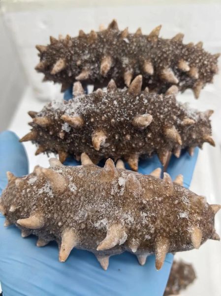 辽参多少钱一斤_辽参和海参的区别-第2张图片-山城妙识