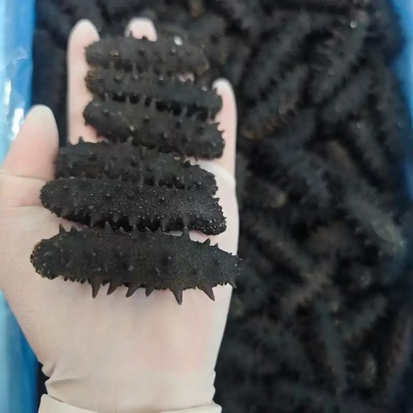 辽参多少钱一斤_辽参和海参的区别-第1张图片-山城妙识