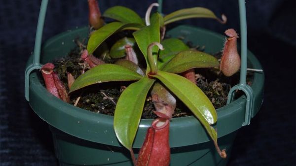 血腥玛丽怎么召唤_血腥玛丽是真的吗-第1张图片-山城妙识