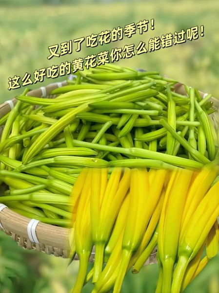 新鲜黄花菜怎么处理_新鲜黄花菜有毒吗-第3张图片-山城妙识