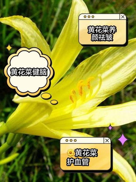 新鲜黄花菜怎么处理_新鲜黄花菜有毒吗-第2张图片-山城妙识