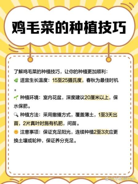 鸡毛菜怎么种植_鸡毛菜种植时间和方法-第1张图片-山城妙识