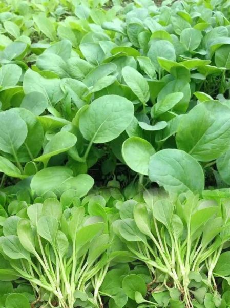 鸡毛菜怎么种植_鸡毛菜种植时间和方法-第3张图片-山城妙识