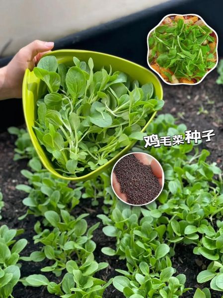 鸡毛菜怎么种植_鸡毛菜种植时间和方法-第2张图片-山城妙识