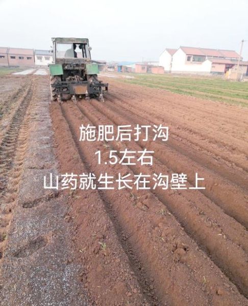 山药怎么种_山药家庭种植方法-第3张图片-山城妙识 山药怎么种_山药家庭种植方法-第3张图片-山城妙识