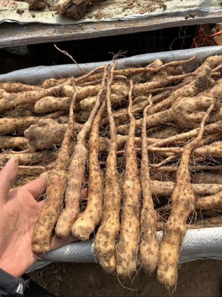 山药怎么种_山药家庭种植方法-第1张图片-山城妙识 山药怎么种_山药家庭种植方法-第1张图片-山城妙识