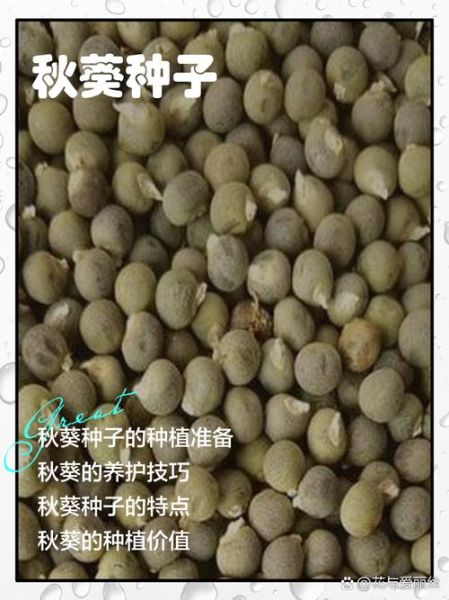 秋葵如何留种子_秋葵种子保存方法-第1张图片-山城妙识 秋葵如何留种子_秋葵种子保存方法-第1张图片-山城妙识