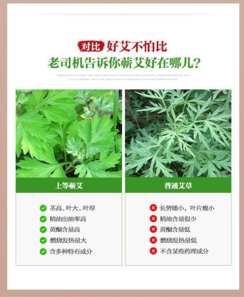 艾条的功效与作用_艾条怎么用效果最好-第2张图片-山城妙识 艾条的功效与作用_艾条怎么用效果最好-第2张图片-山城妙识