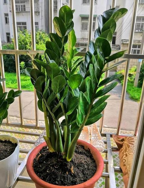 阳台化煞招财植物有哪些_如何摆放才旺财-第1张图片-山城妙识 阳台化煞招财植物有哪些_如何摆放才旺财-第1张图片-山城妙识