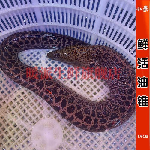 石鳗鱼多少钱一斤_石鳗鱼价格行情-第1张图片-山城妙识 石鳗鱼多少钱一斤_石鳗鱼价格行情-第1张图片-山城妙识