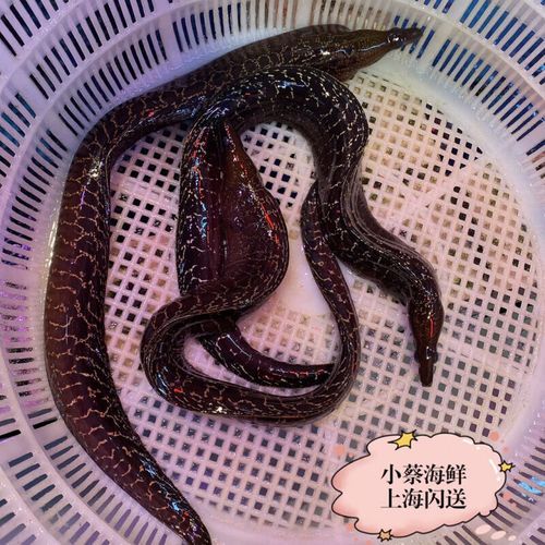 石鳗鱼多少钱一斤_石鳗鱼价格行情-第2张图片-山城妙识 石鳗鱼多少钱一斤_石鳗鱼价格行情-第2张图片-山城妙识