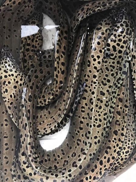 石鳗鱼多少钱一斤_石鳗鱼价格行情-第3张图片-山城妙识 石鳗鱼多少钱一斤_石鳗鱼价格行情-第3张图片-山城妙识