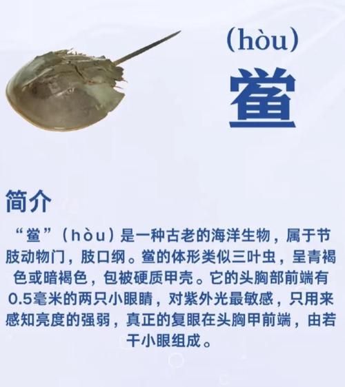 鲎虫和尸鲎的区别_鲎虫是尸鲎吗-第1张图片-山城妙识 鲎虫和尸鲎的区别_鲎虫是尸鲎吗-第1张图片-山城妙识