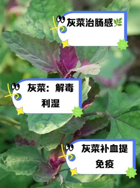 灰灰菜图片_灰灰菜药用价值有哪些-第1张图片-山城妙识 灰灰菜图片_灰灰菜药用价值有哪些-第1张图片-山城妙识