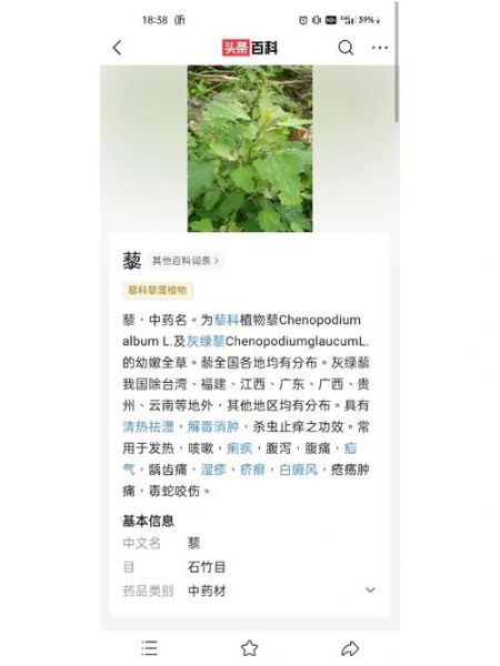 灰灰菜图片_灰灰菜药用价值有哪些-第2张图片-山城妙识 灰灰菜图片_灰灰菜药用价值有哪些-第2张图片-山城妙识
