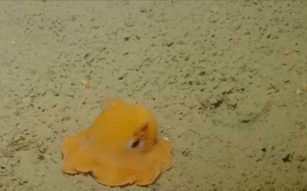 烙饼章鱼可以养吗_烙饼章鱼饲养条件-第1张图片-山城妙识