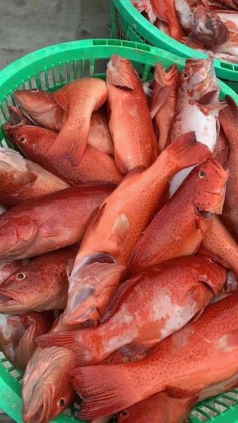 东星斑鱼多少钱一斤_东星斑鱼价格为什么贵-第2张图片-山城妙识