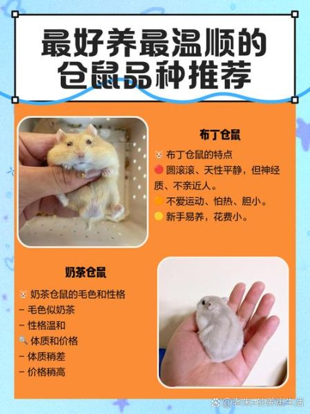 冰激淋鼠是什么_冰激淋鼠怎么养-第1张图片-山城妙识