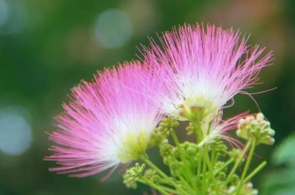 合欢花助眠效果怎么样_合欢花与玫瑰花的区别-第1张图片-山城妙识 合欢花助眠效果怎么样_合欢花与玫瑰花的区别-第1张图片-山城妙识