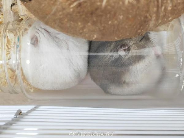 冰激淋鼠是什么_冰激淋鼠怎么养-第3张图片-山城妙识