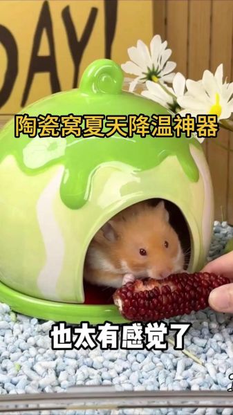 冰激淋鼠是什么_冰激淋鼠怎么养-第2张图片-山城妙识