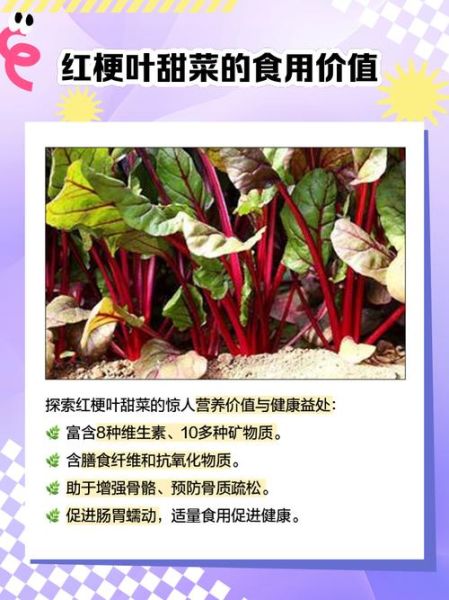 甜菜叶怎么做好吃_甜菜叶的家常做法-第1张图片-山城妙识