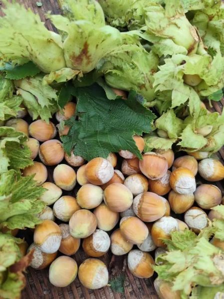 生榛子多少钱一斤_生榛子价格行情-第1张图片-山城妙识