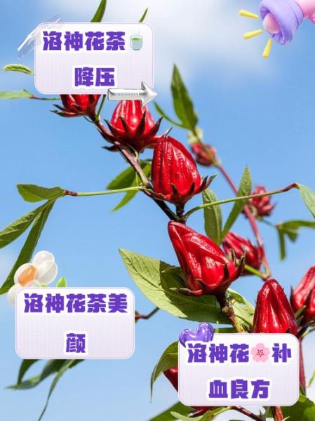 洛神花能天天喝吗_洛神花泡水禁忌-第3张图片-山城妙识 洛神花能天天喝吗_洛神花泡水禁忌-第3张图片-山城妙识