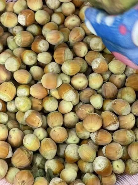 生榛子多少钱一斤_生榛子价格行情-第2张图片-山城妙识