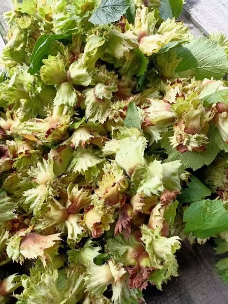 生榛子多少钱一斤_生榛子价格行情-第3张图片-山城妙识