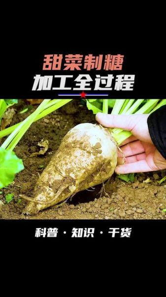 东北甜菜制糖过程_甜菜糖图片哪里找-第1张图片-山城妙识