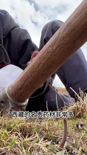 40万一斤的草药有哪些_为什么这么贵-第3张图片-山城妙识 40万一斤的草药有哪些_为什么这么贵-第3张图片-山城妙识