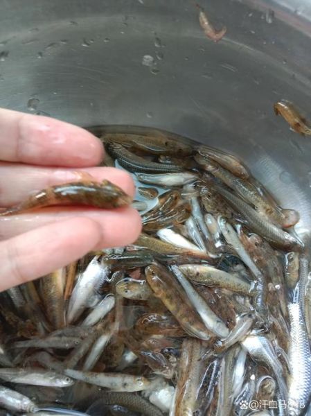 多鱼网巴巴鱼是什么_多鱼网巴巴鱼靠谱吗-第2张图片-山城妙识