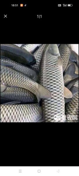 草鱼价格今日价多少钱一斤_草鱼批发最新行情-第1张图片-山城妙识