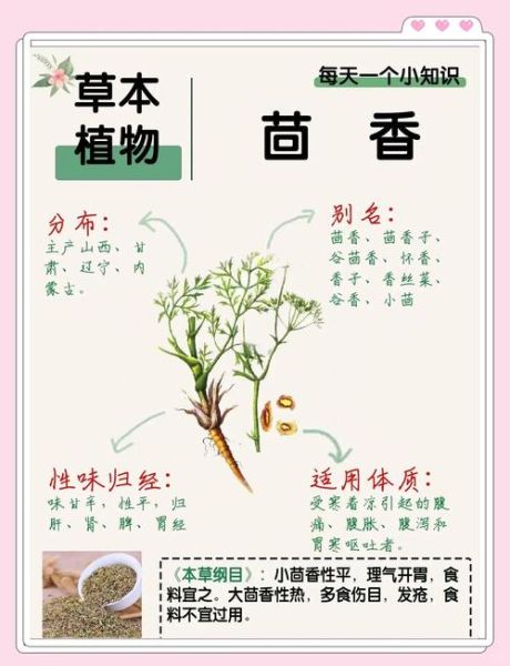 茴香是什么_茴香的种类与功效-第2张图片-山城妙识 茴香是什么_茴香的种类与功效-第2张图片-山城妙识