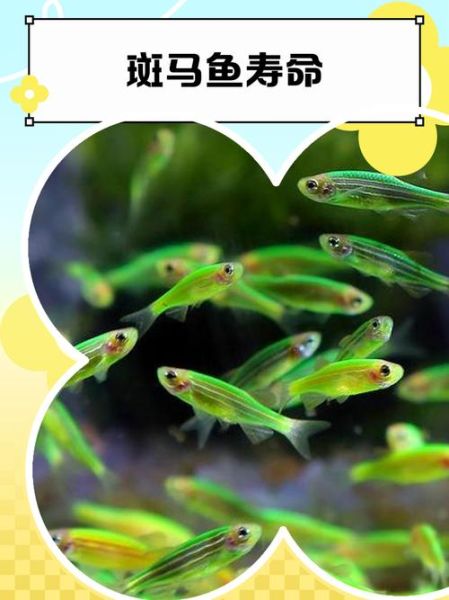 斑马鱼寿命有多长_斑马鱼寿命影响因素-第1张图片-山城妙识 斑马鱼寿命有多长_斑马鱼寿命影响因素-第1张图片-山城妙识