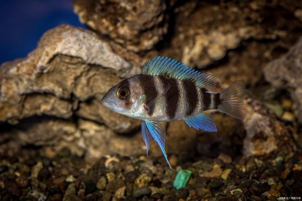 斑马鱼寿命有多长_斑马鱼寿命影响因素-第2张图片-山城妙识 斑马鱼寿命有多长_斑马鱼寿命影响因素-第2张图片-山城妙识