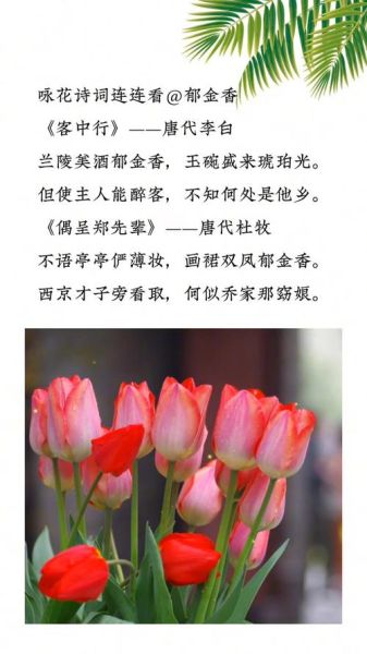 郁金香花语诗句有哪些_如何用它表达爱意-第1张图片-山城妙识 郁金香花语诗句有哪些_如何用它表达爱意-第1张图片-山城妙识