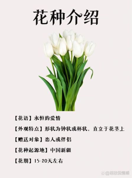 郁金香花语诗句有哪些_如何用它表达爱意-第2张图片-山城妙识 郁金香花语诗句有哪些_如何用它表达爱意-第2张图片-山城妙识