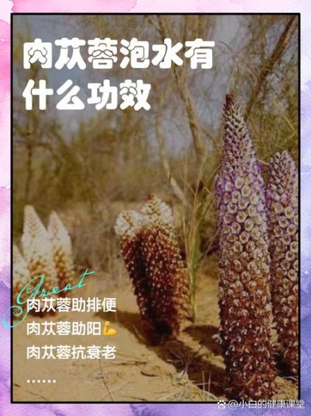 肉苁蓉怎么吃效果最好_肉苁蓉泡水还是泡酒好-第1张图片-山城妙识 肉苁蓉怎么吃效果最好_肉苁蓉泡水还是泡酒好-第1张图片-山城妙识